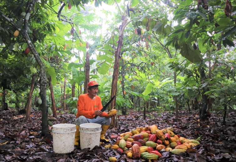 Lutheran World Relief s Commitment To The Cocoa Sector Lutheran World lutheran-world-relief-s-commitment-to-the-cocoa-sector-lutheran-world