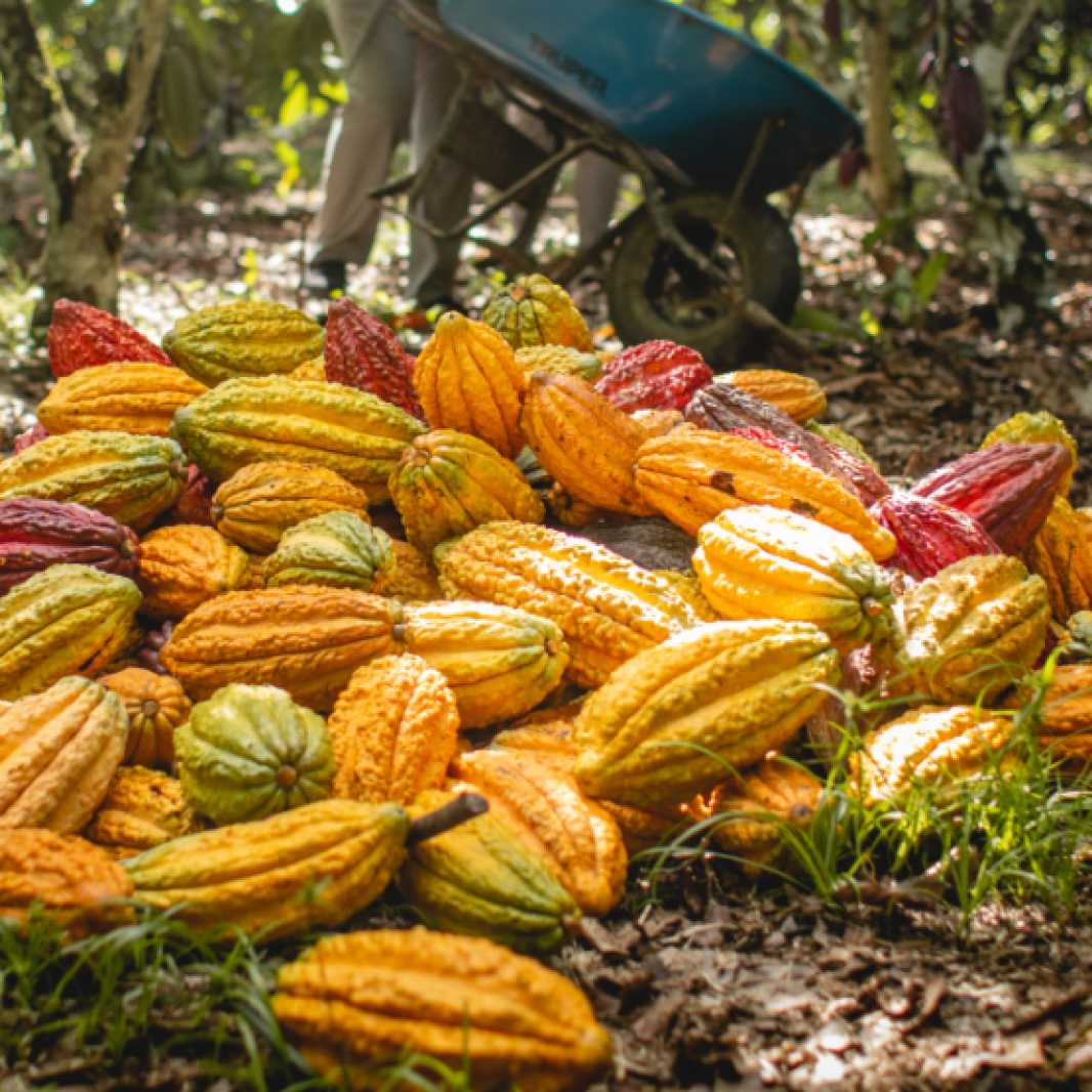 Lutheran World Relief s Commitment To The Cocoa Sector Lutheran World lutheran-world-relief-s-commitment-to-the-cocoa-sector-lutheran-world